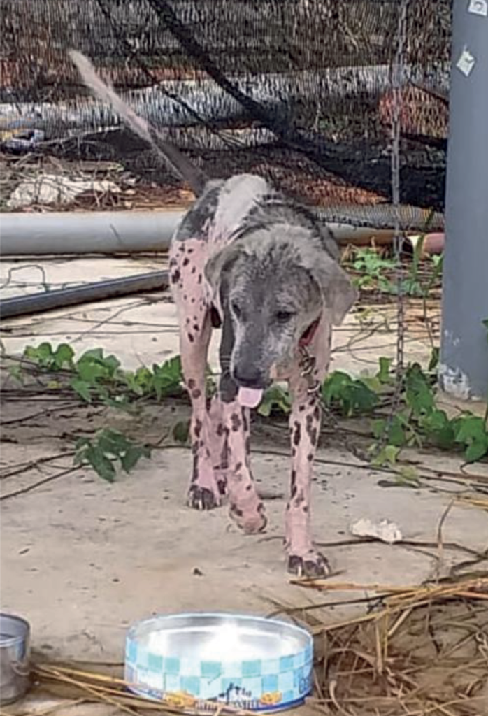 Natural Astaxanthin for Dogs (in 100% Extra Virgin Coconut Oil) – Phyco ...